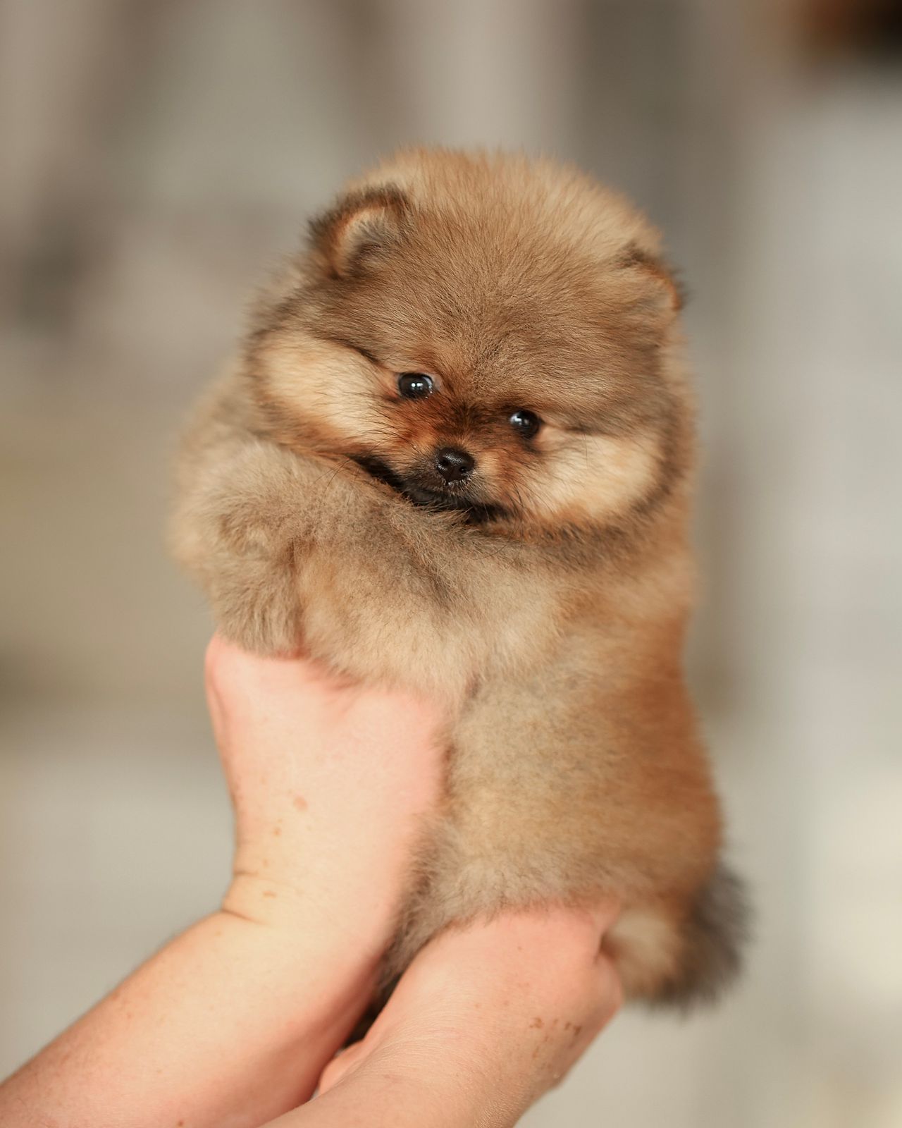 Mimoza Boutique | Pomeranian puppies for sale